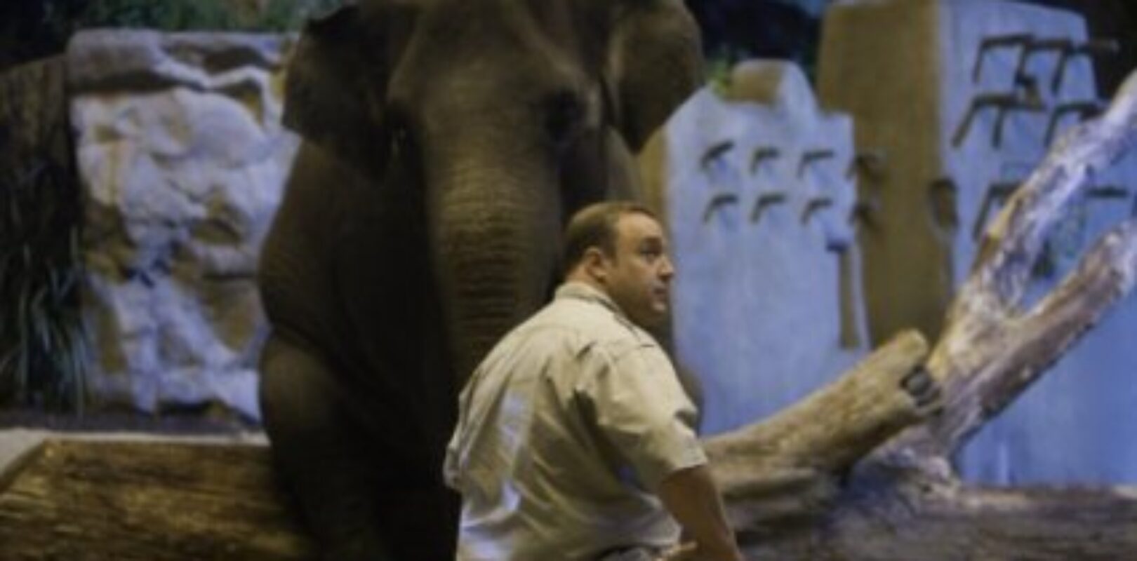 Movie Review: Zookeeper - CinemaNerdz